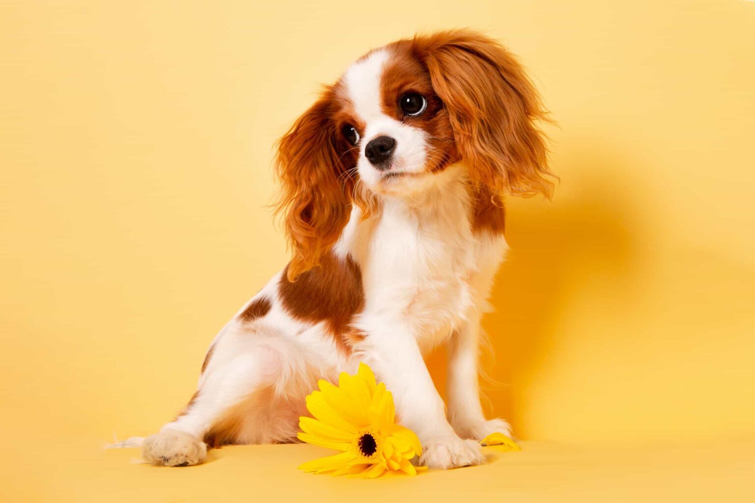 How to build trust with a dog