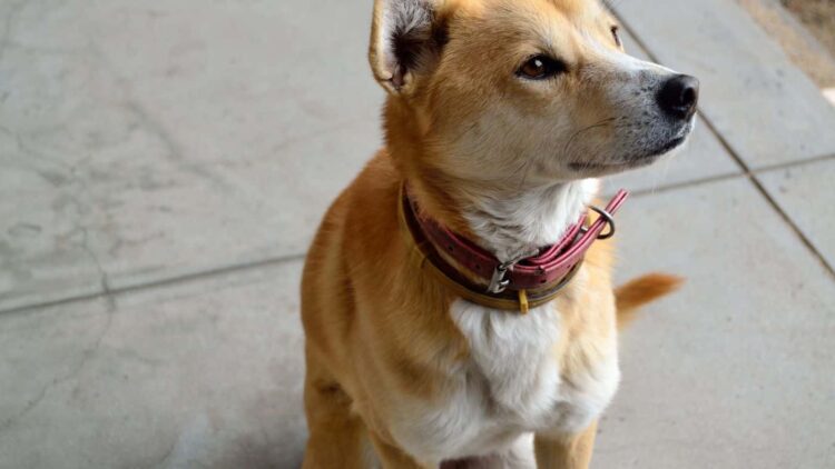 How to build trust with a dog