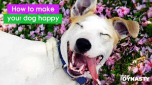 How to make your dog happy | Secret to make a dog happy