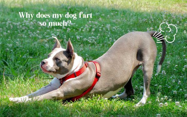 why does my dog fart so much | Precaution for Dog fart